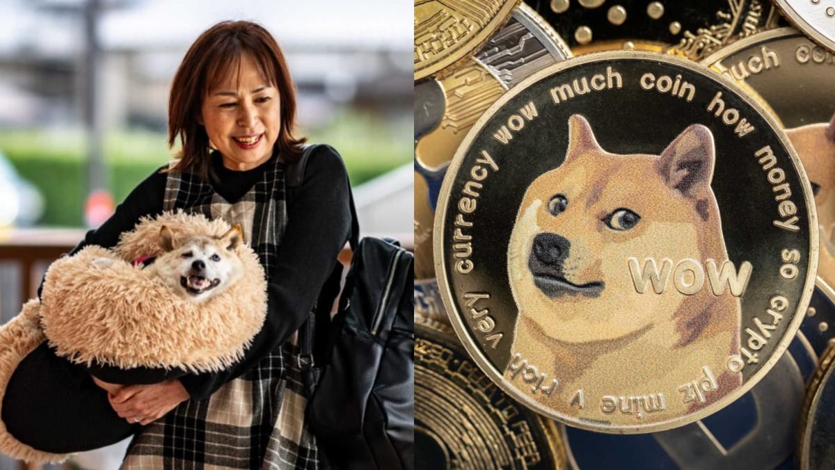 Murió Kabosu, la famosa perra que inspiró el meme "Doge" y la cripto de Elon Musk: tenía 18 años ...